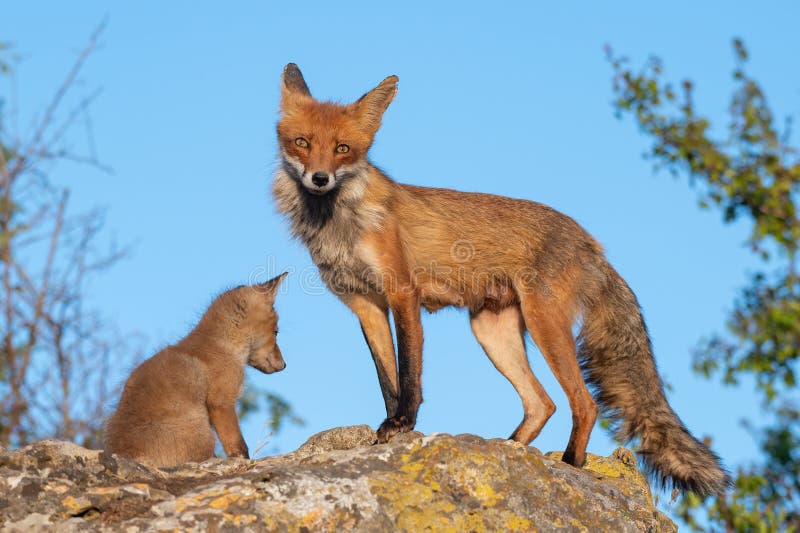 Red Fox Vulpes Vulpes in the Wild Stock Image - Image of outdoors ...