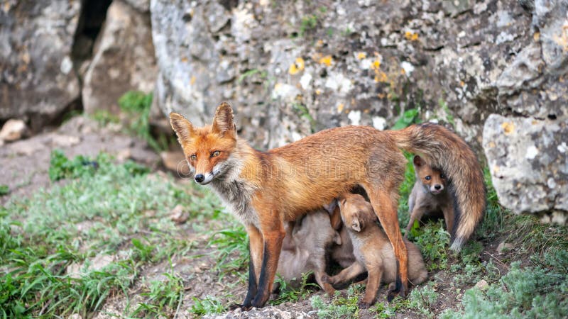 Red Fox Vulpes Vulpes in the Wild Stock Photo - Image of brown, fauna ...
