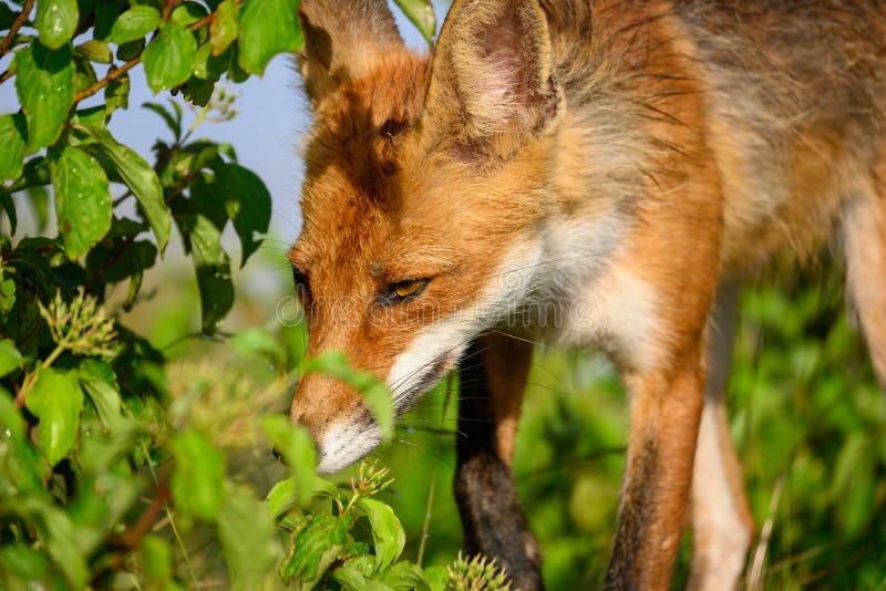 Red Fox Vulpes Vulpes in the Wild Stock Photo - Image of little, life ...