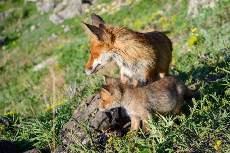 Red Fox Vulpes Vulpes in the Wild Standing on the Slope Fox with Cub ...