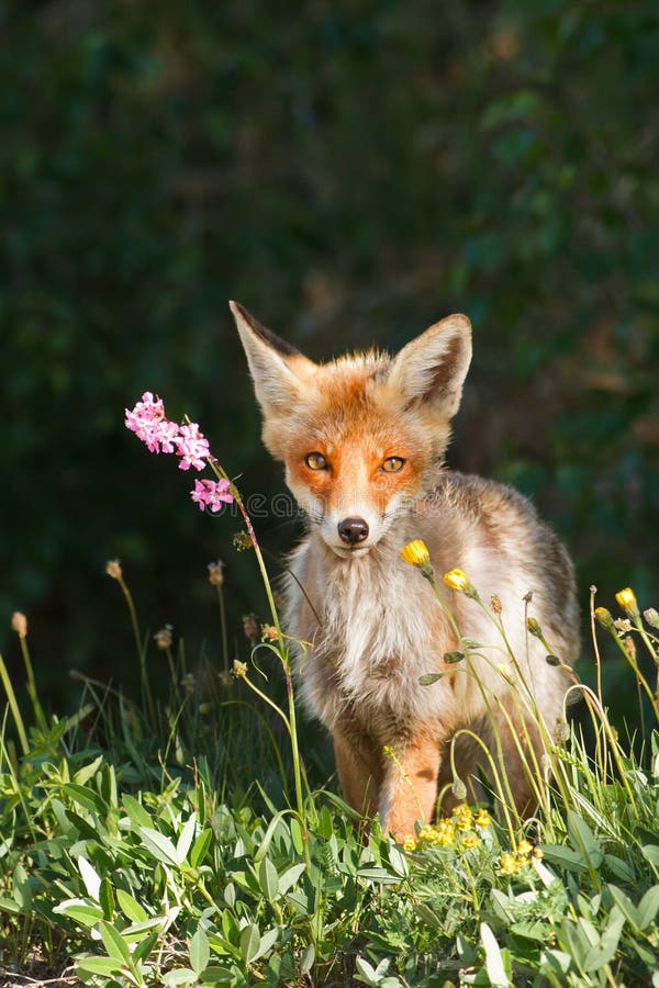 Red Fox Vulpes Vulpes after a Winter`s Pecking Stock Photo - Image of ...