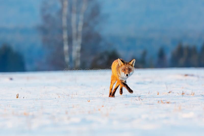 Red Fox Vulpes Vulpes the Young Male Stood in Surprise Stock Image ...