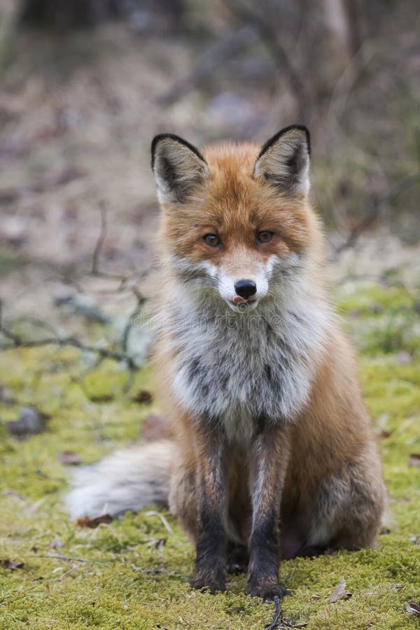 Red fox stock photo. Image of foxes, begging, redfox - 79309498