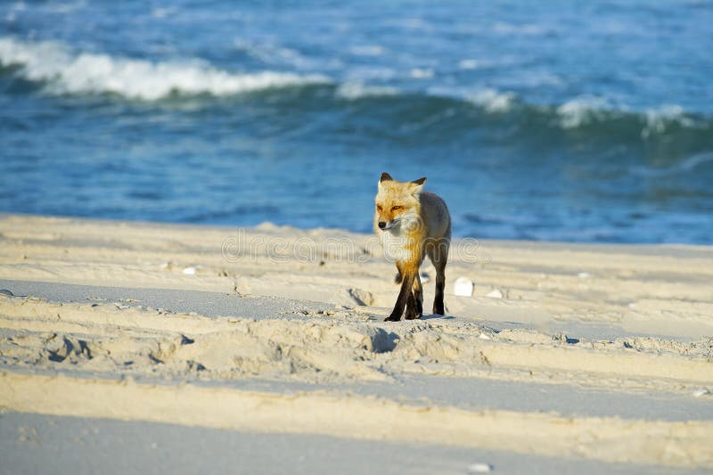 Red Fox Walking on the Beach Stock Image - Image of animal, dogs: 243627603