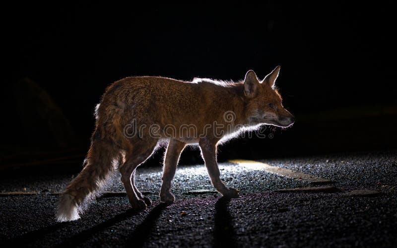 Red Fox Walking on a Dark City Street at Night Stock Photo - Image of ...