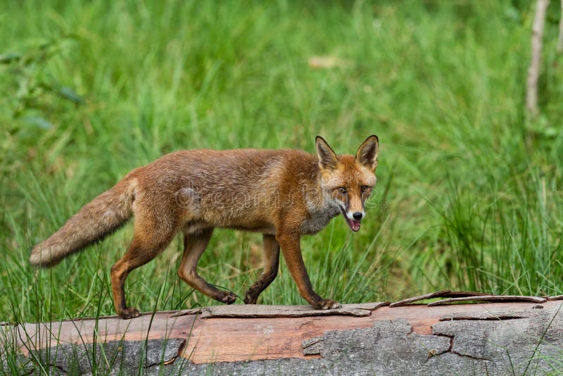 Red Fox Walking in the Forest Stock Photo - Image of france, mammal ...