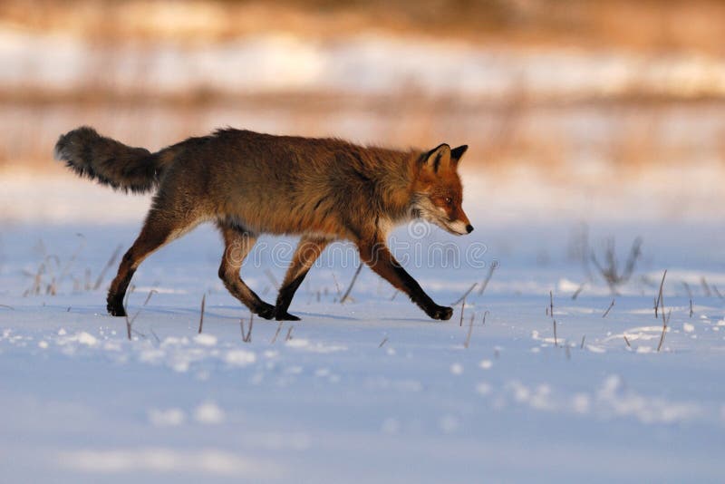 Red Fox Walking on the Frozen Snow Stock Photo - Image of wild, morning ...