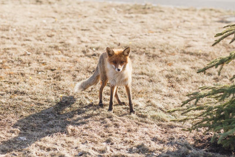 Red Fox Walking on the Sidewalk in the City Stock Photo - Image of cute ...