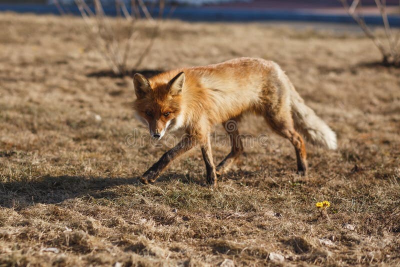 Red Fox Walking on the Sidewalk in the City Stock Photo - Image of ...