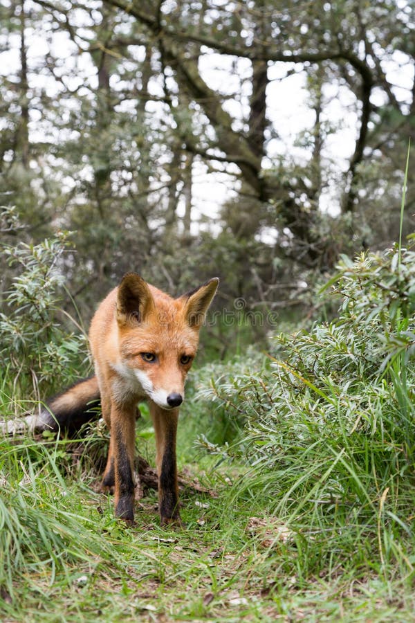 Red Fox. stock image. Image of photographer, predator - 59419691