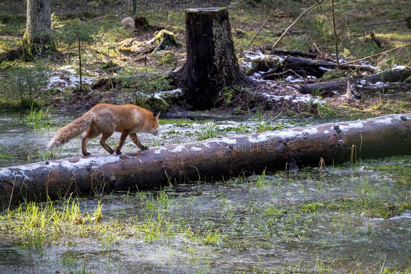 Red Fox Walking on a Tree Surrounded by a Pond and Grass in a Forest ...