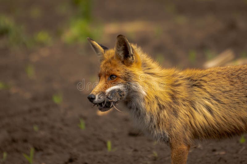 Red Fox Walking in the Woods in Spring Stock Image - Image of nature ...