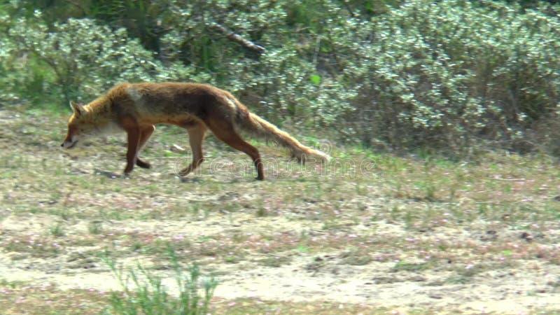 A Red Fox Walks into Its Territory, Stops and Looks Back. Stock Video ...