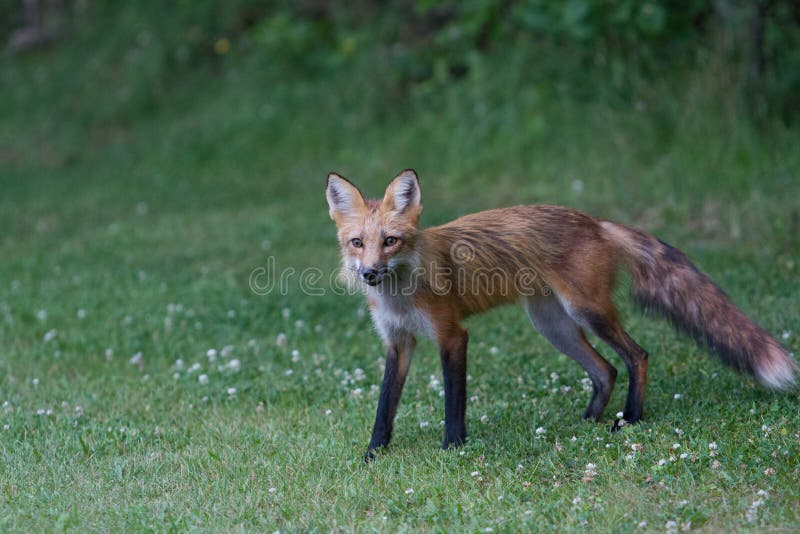Red Fox stock image. Image of nature, redfox, grass, dandelions - 42010237