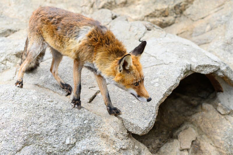 A red fox walks on rocks stock photo. Image of predatory - 278597784