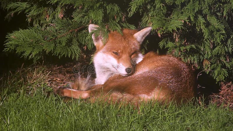 Red Fox Washing and Rolling Over on the Grass Stock Footage - Video of ...