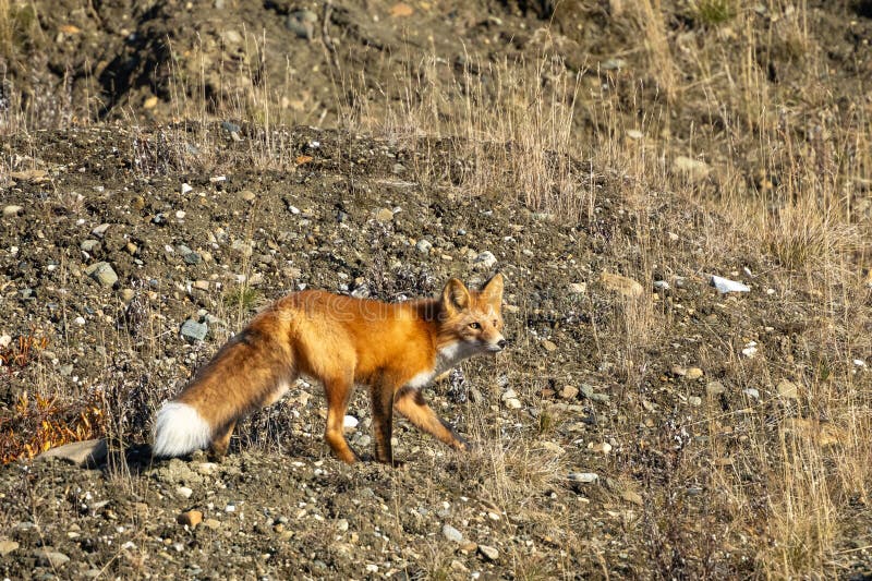 Red Fox Watching for Preditors Stock Image - Image of grass, carnivore ...