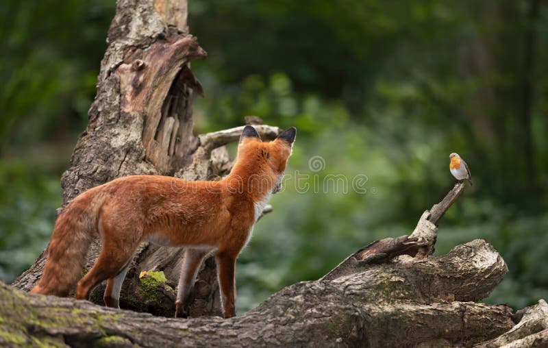 Red Fox Watching a Singing Robin in Forest Stock Image - Image of ...