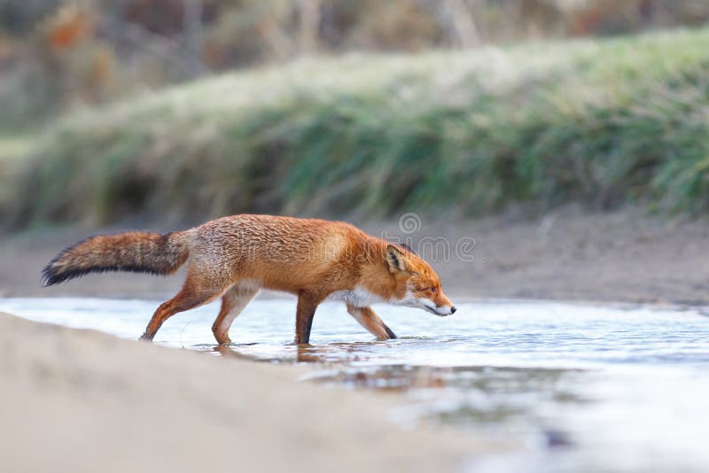 Red fox drinking water stock photo. Image of watery, pond - 24282500
