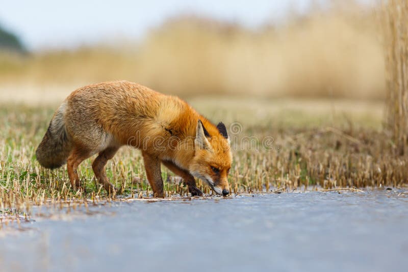 Red fox drinking water stock photo. Image of watery, pond - 24282500