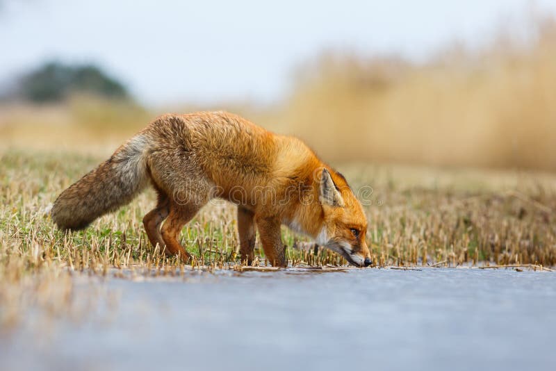 Red fox drinking water stock photo. Image of watery, pond - 24282500