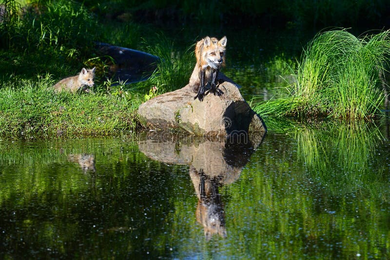 Red Fox and Water Reflections. Stock Photo - Image of pond, habitat ...