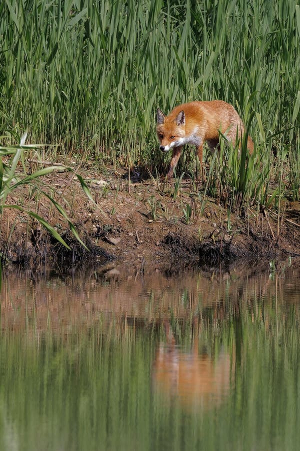Red Fox by water stock photo. Image of predator, curious - 303497344