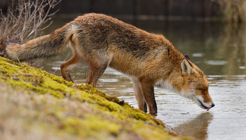 407 Fox Drinking Stock Photos - Free & Royalty-Free Stock Photos from ...