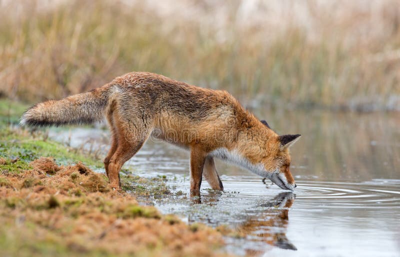 248 Fox Drinking Photos - Free & Royalty-Free Stock Photos from Dreamstime