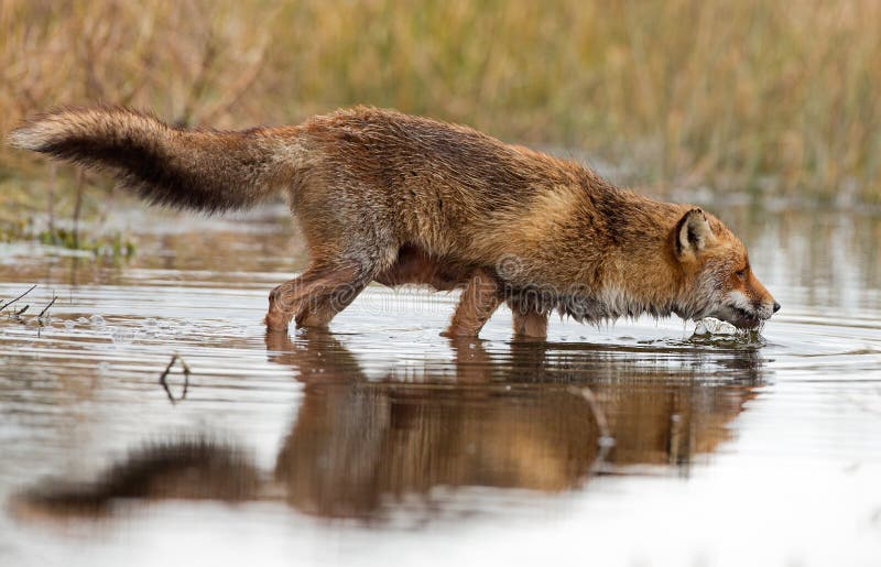 Red Fox stock photo. Image of carnivore, female, burrow - 30619596