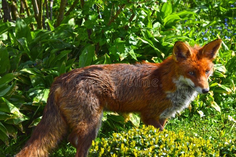 Red fox, wild stock photo. Image of attentive, alarmed - 70692602