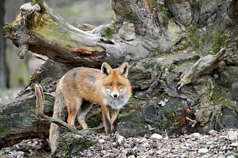Cute Red Fox in Front of a Tree Root in the Forest Stock Image - Image ...