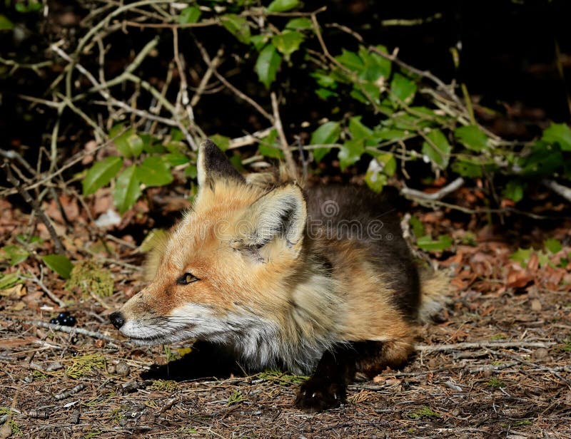 Red Fox stock image. Image of wildlife, mammal, scavenger - 85167867