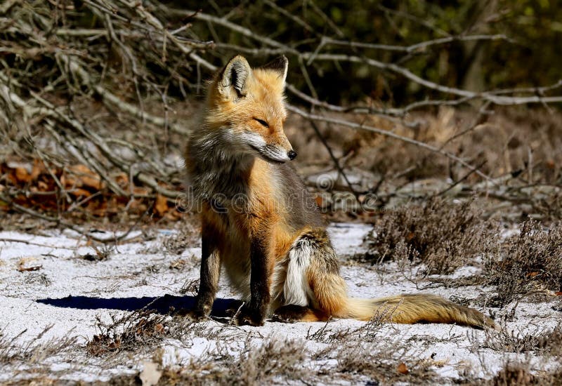 Red Fox stock photo. Image of prey, carnivora, wild, fauna - 85168476
