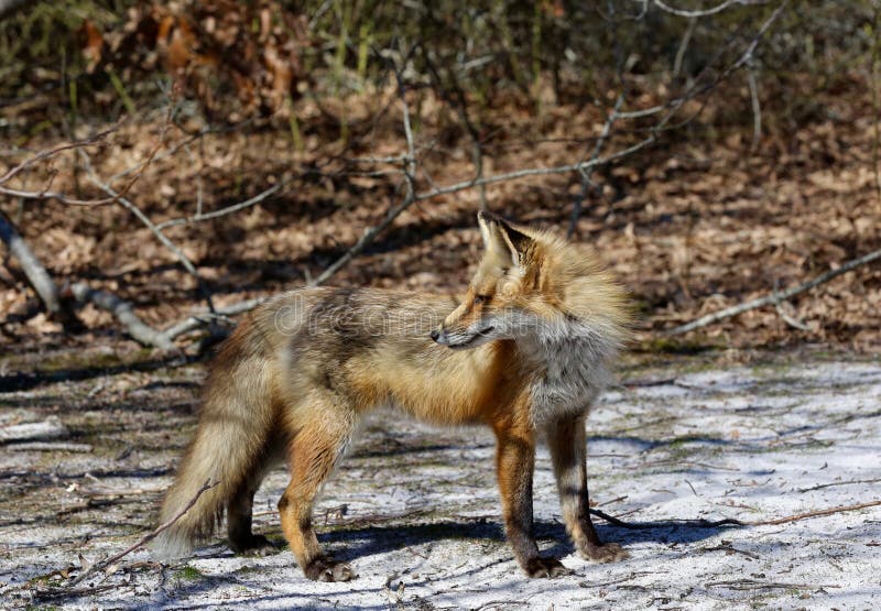Red Fox stock image. Image of life, vulpes, wildlife - 85177325