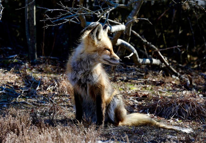 Red Fox stock photo. Image of fauna, wildlife, life, carnivora - 85194290