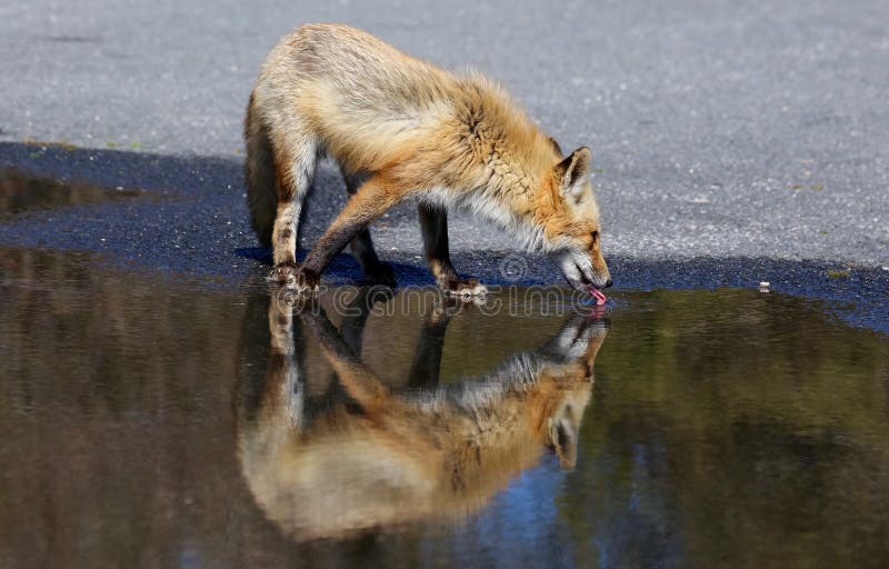 Red Fox stock image. Image of mammal, fauna, life, wild - 85201949