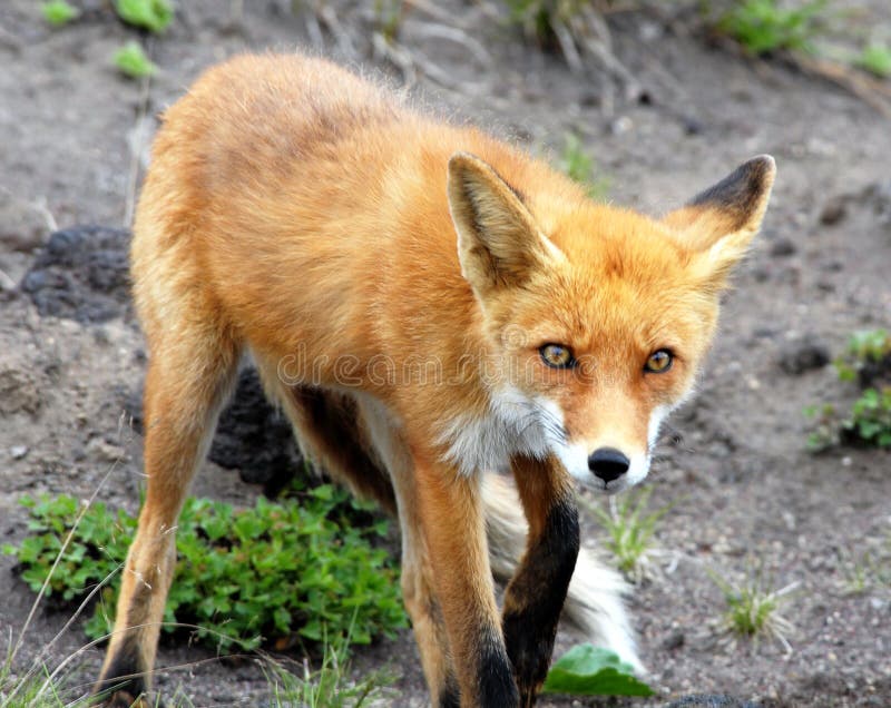 Red fox stock image. Image of fauna, wildlife, deserted - 36549613