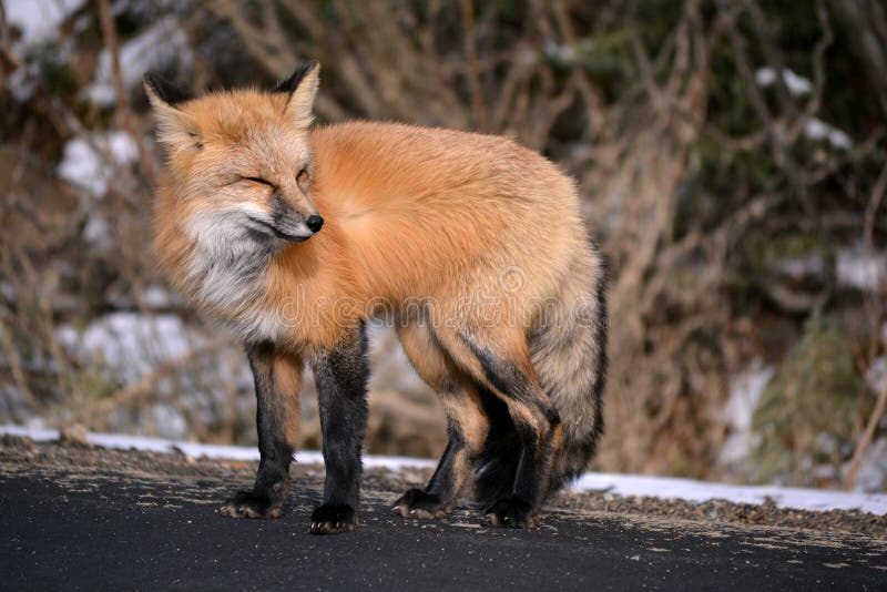 Red Fox on a Windy Day on Pavement Stock Image - Image of windy, cold ...