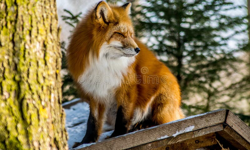 Red fox in winter stock photo. Image of cold, winters - 86480692