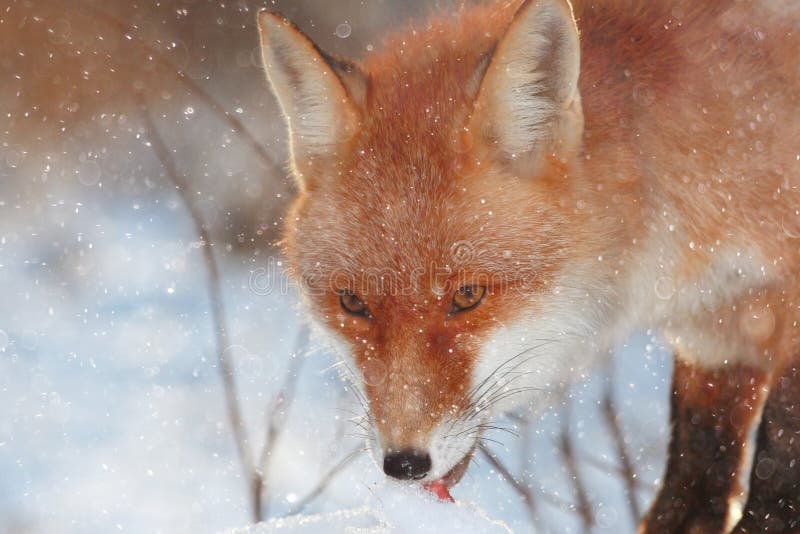 Red fox in winter forest stock photo. Image of furry - 65989136