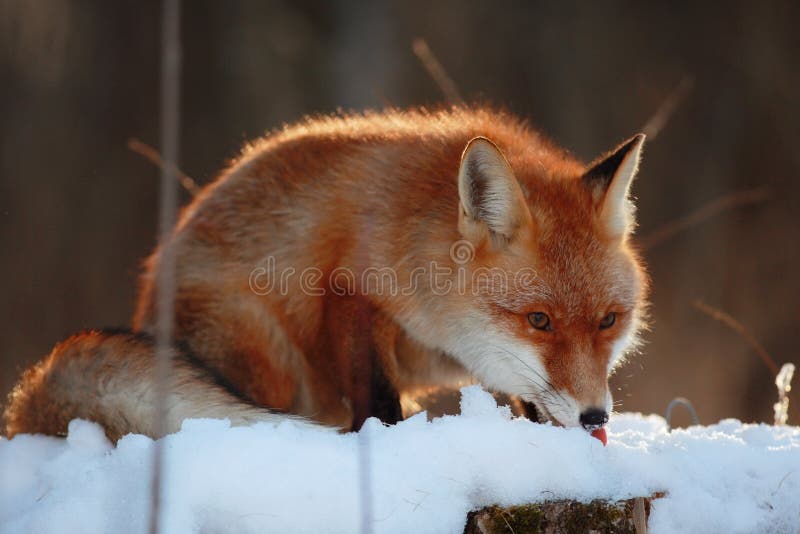 Red fox in winter forest stock photo. Image of furry - 65989154