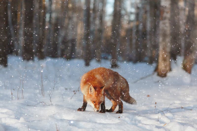 Red fox in winter forest stock photo. Image of outdoors - 65989158