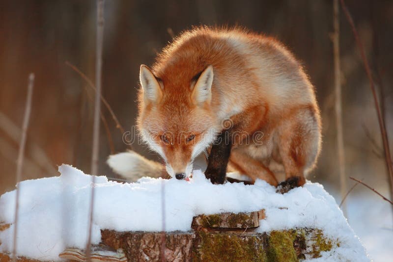 Red fox in winter forest stock image. Image of cute, portrait - 65989169