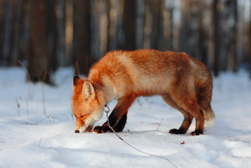 Red fox in winter forest stock image. Image of predatory - 66156701