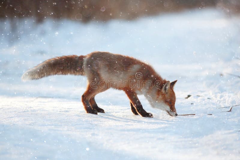 Red fox in winter forest stock photo. Image of predator - 66156806