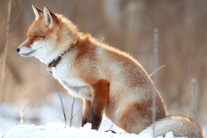 Red fox in winter forest stock photo. Image of predator - 66289106