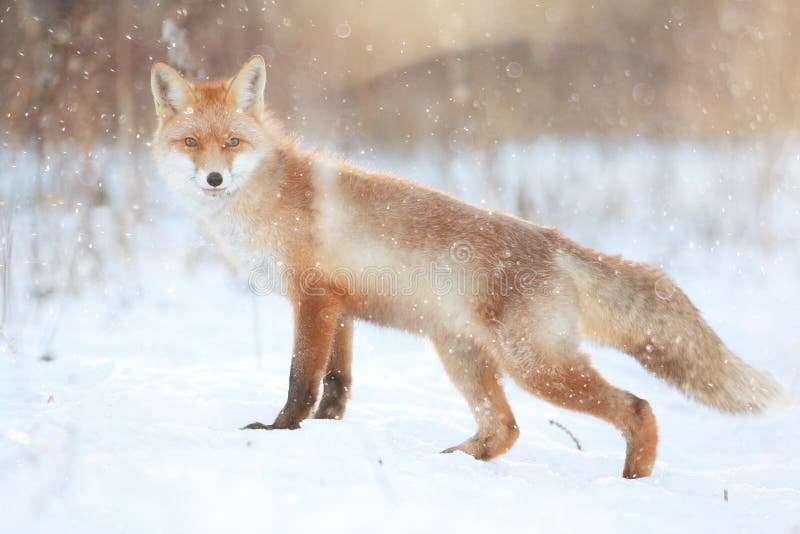 Red fox in winter forest stock image. Image of orange - 66306741