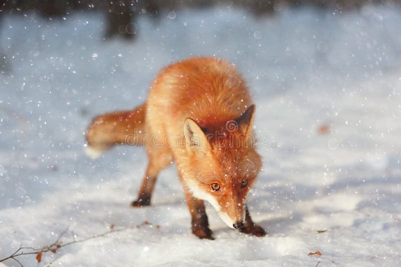 Red fox in winter forest stock photo. Image of predator - 66406534