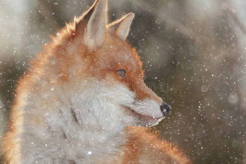 Red fox in winter forest stock photo. Image of forest - 66406544